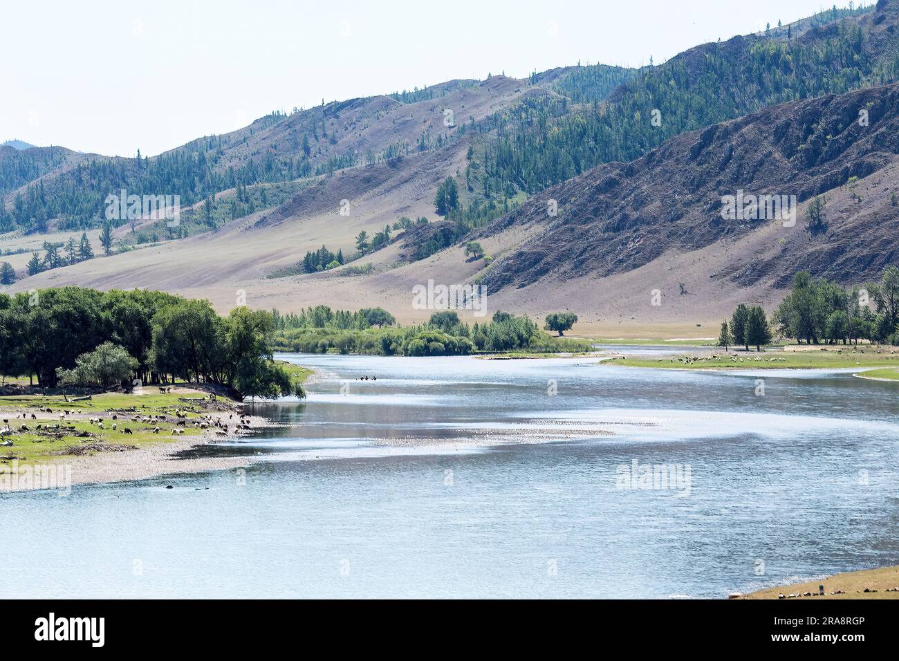On the banks of the Selenge River Stock Photo - Alamy