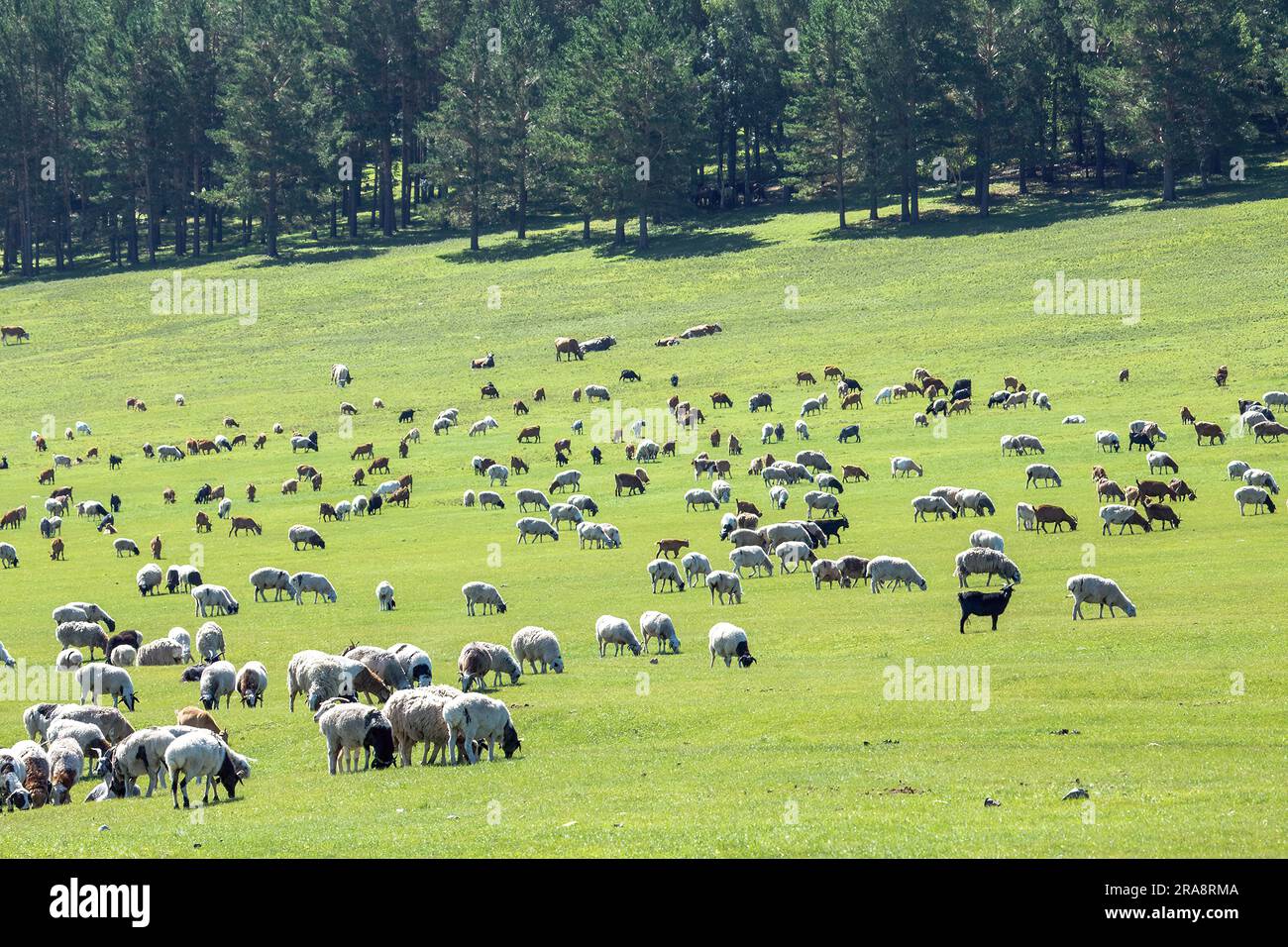 Nomad grazing herd sheep hi-res stock photography and images - Alamy