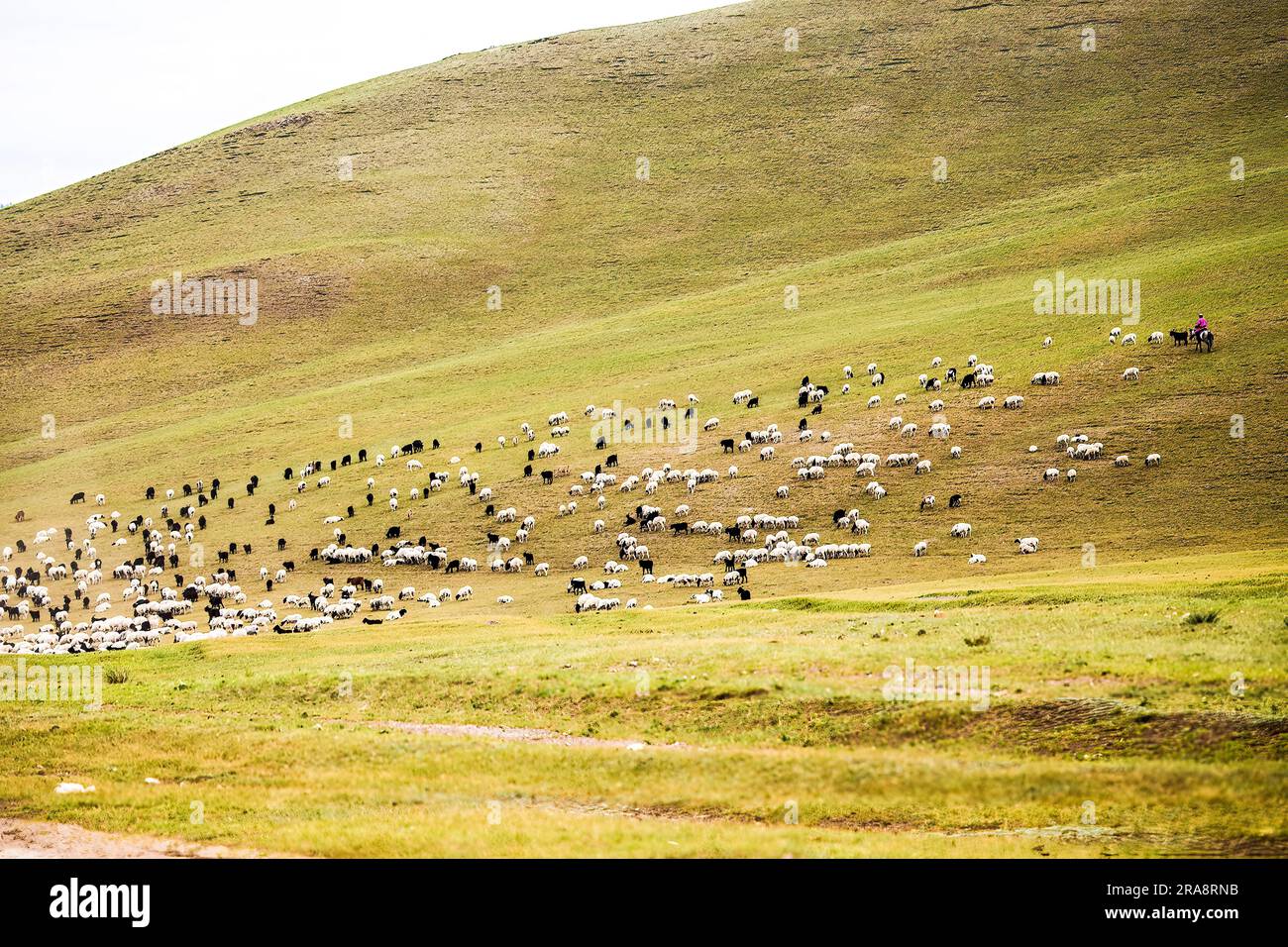 Nomad grazing herd sheep hi-res stock photography and images - Alamy