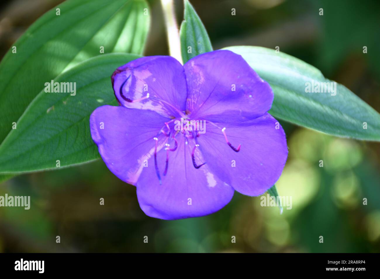 Pleroma hi-res stock photography and images - Alamy