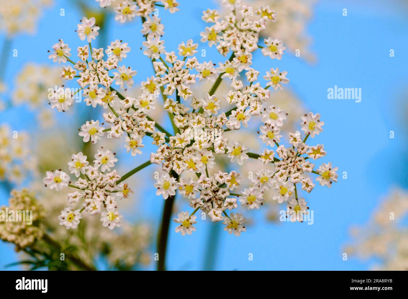 Common Caraway (Carum carvi), Caraway seed Stock Photo - Alamy