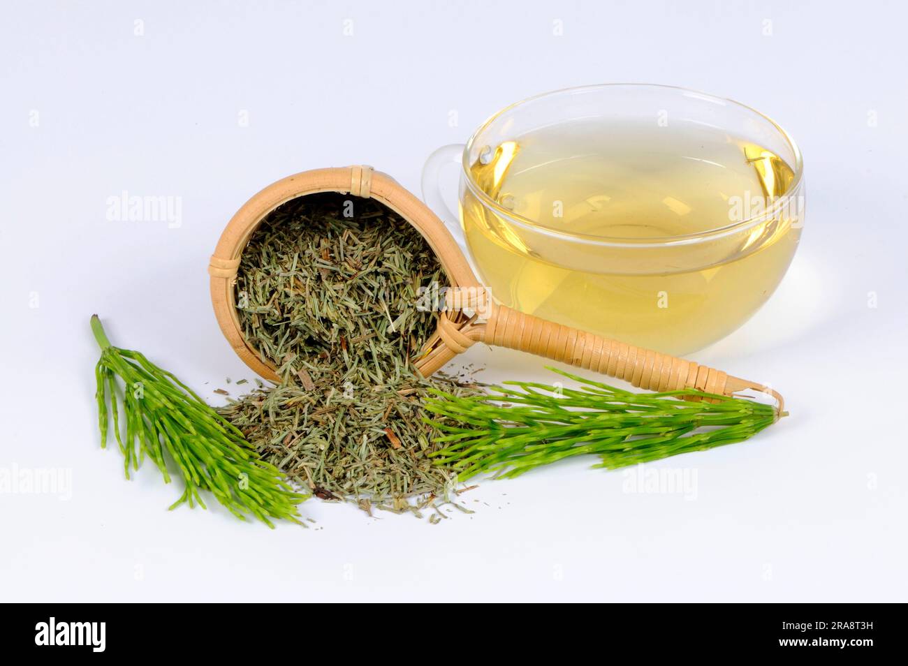 Cup with field horsetail tea (Equisetum arvense), horsetail tea Stock ...
