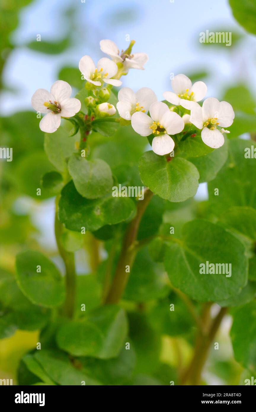 Watercress (Nasturtium officinale Stock Photo - Alamy