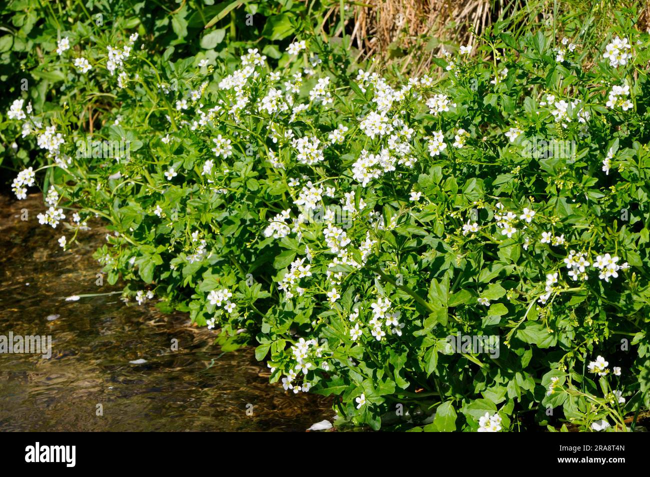 Watercress (Nasturtium officinale Stock Photo - Alamy