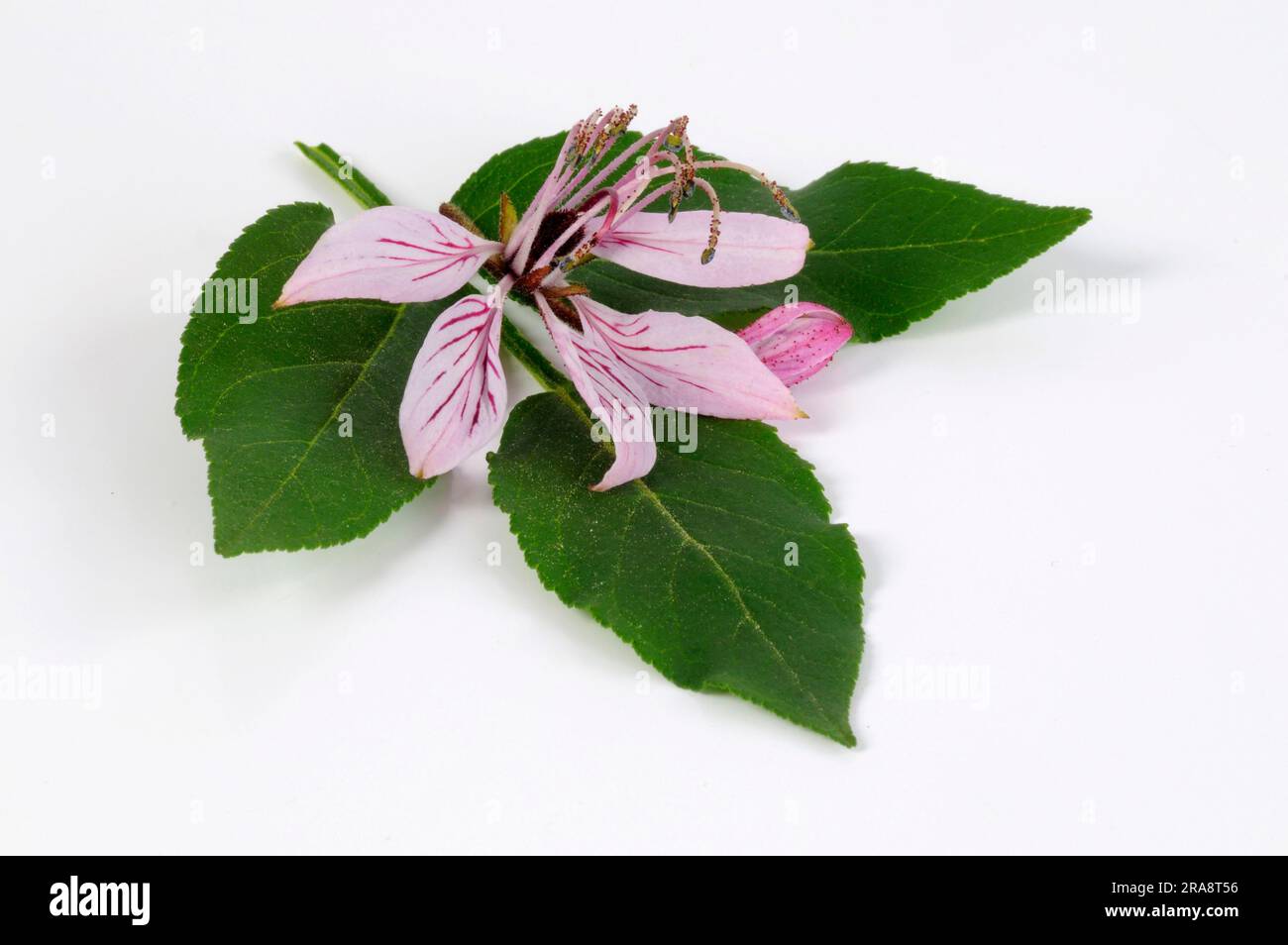 Dittany (Dictamnus albus), Diptam, Ashroot Stock Photo - Alamy