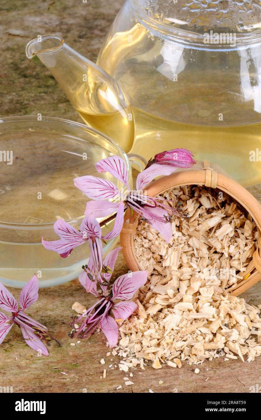 Cup of diptam tea, burning bush (Dictamnus albus), ashroot Stock Photo ...