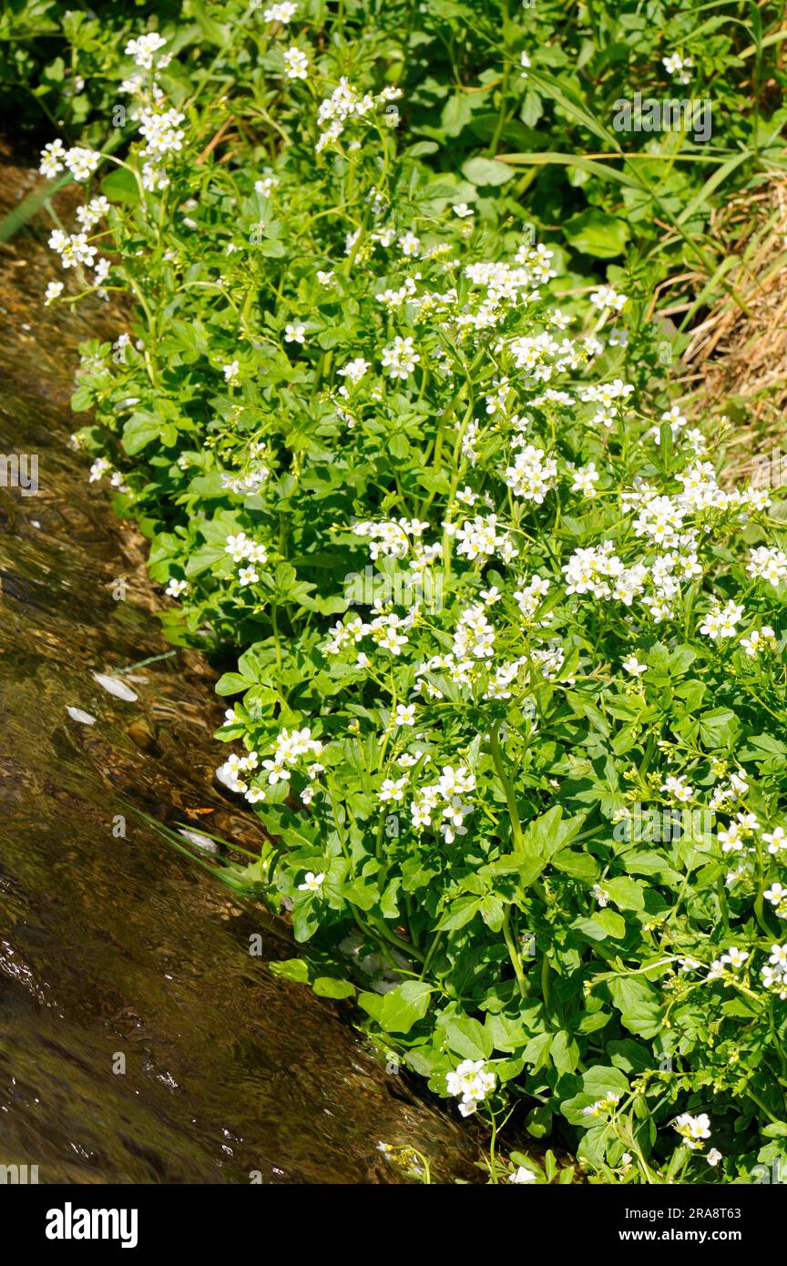 Watercress (Nasturtium officinale Stock Photo - Alamy