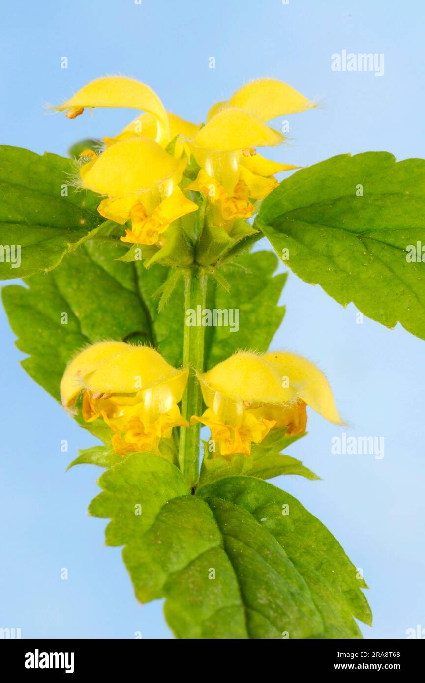 Golden nettle, yellow dead-nettle, golden dead-nettle, common Yellow ...