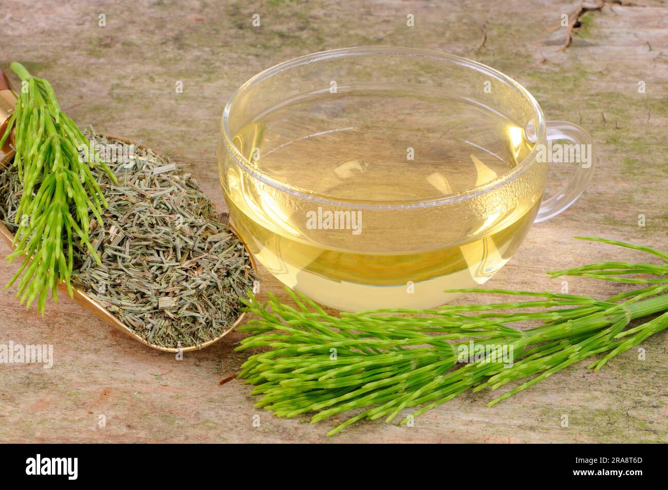 Cup with field horsetail tea (Equisetum arvense), horsetail tea Stock ...
