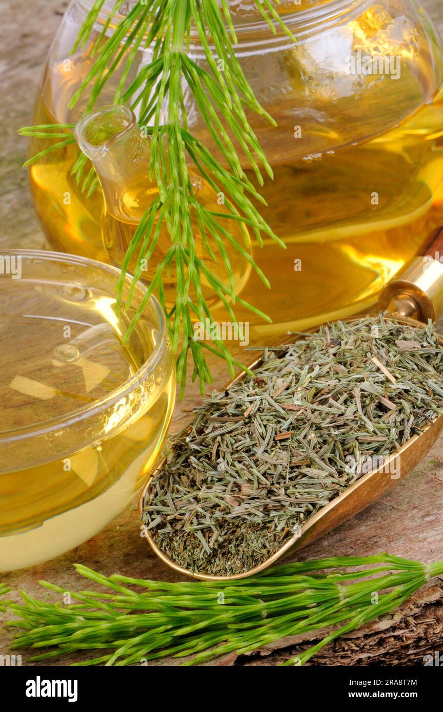Cup with field horsetail tea (Equisetum arvense), horsetail tea, teapot ...