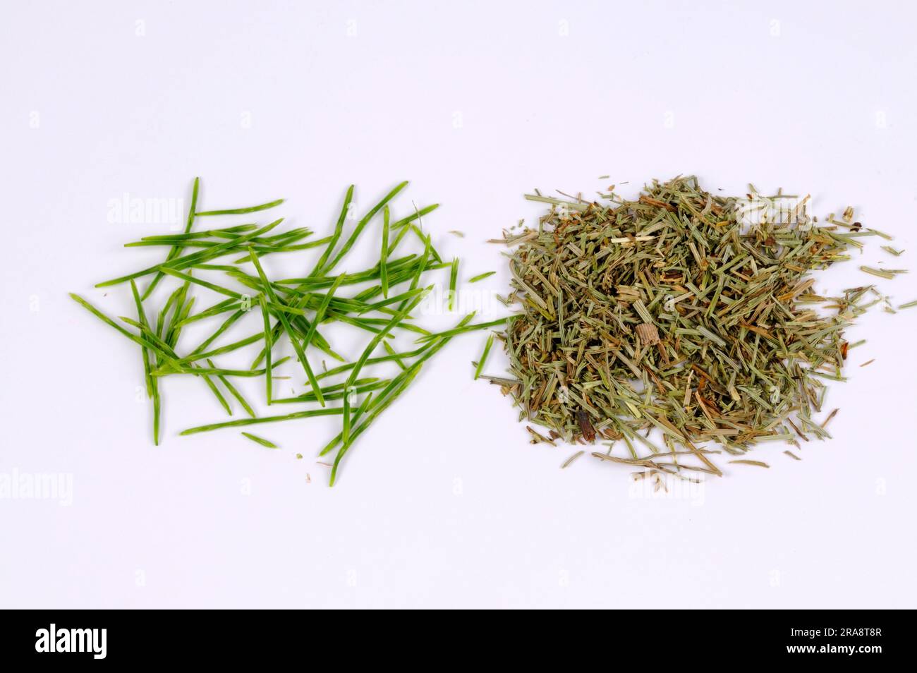 Field horsetail (Equisetum arvense), fresh and dried, free-standing ...