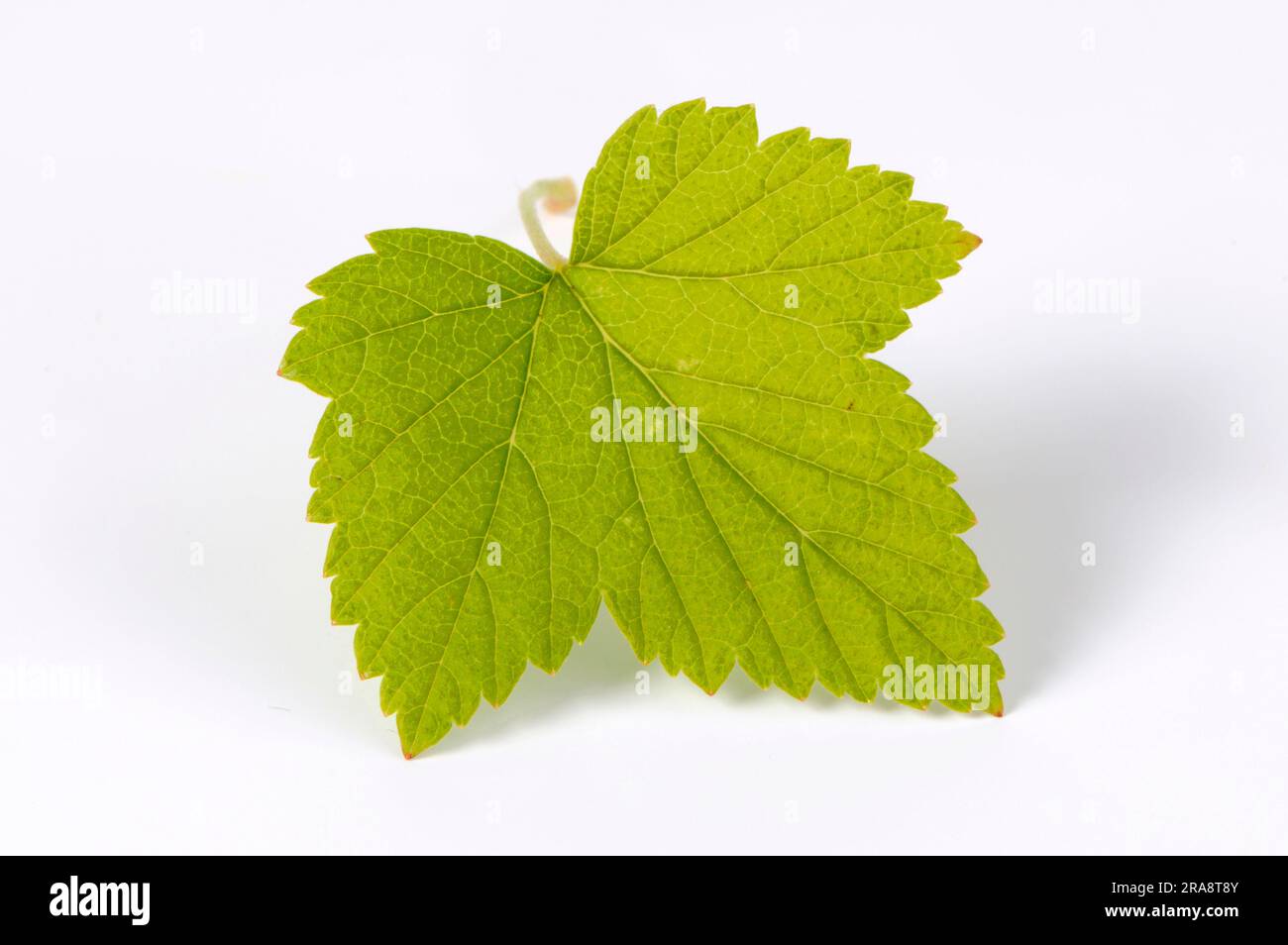 Ribes leaf hi-res stock photography and images - Alamy
