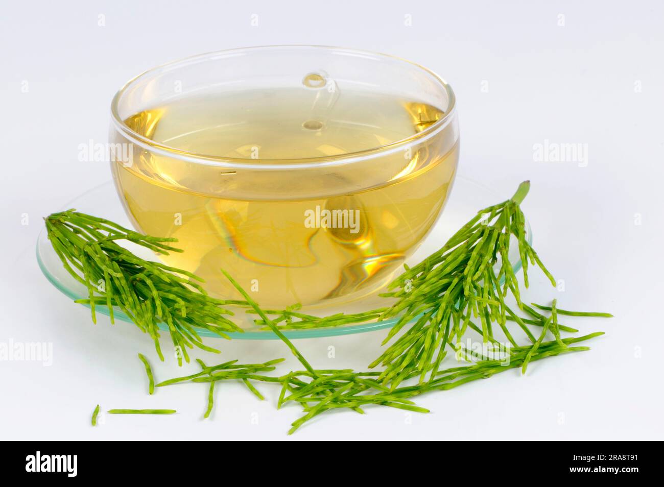 Cup with field horsetail tea (Equisetum arvense), horsetail tea Stock ...