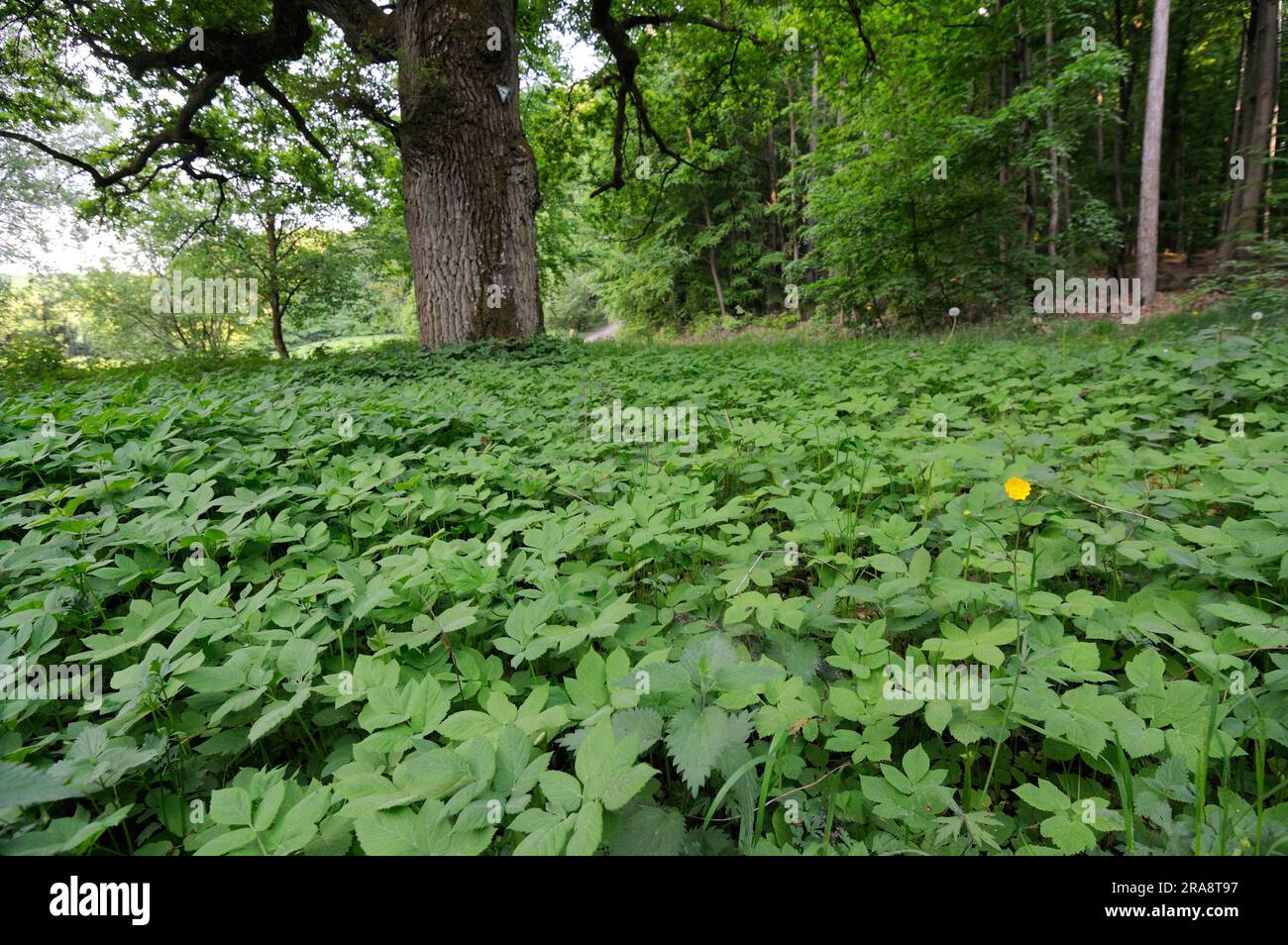 Ground elder, fenugreek, trefoil, goat's-foot, goosefoot, goat's-tail ...