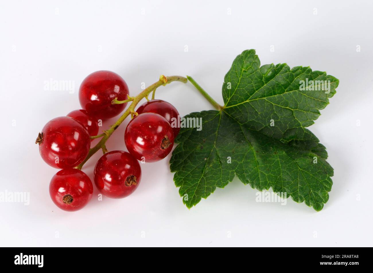 Redcurrants flowering hi-res stock photography and images - Alamy