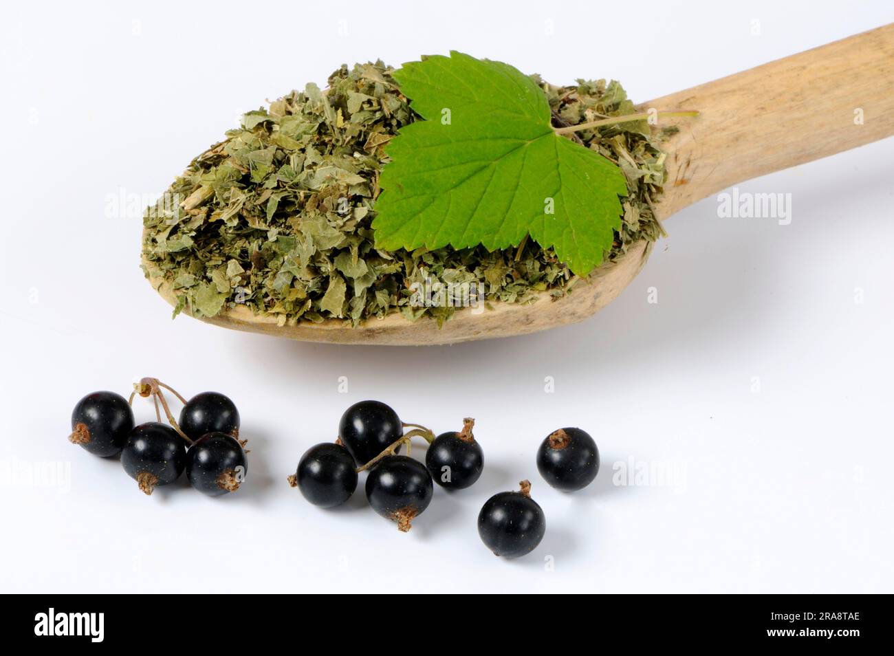 Black currant (Ribes nigrum), dried leaves Stock Photo - Alamy