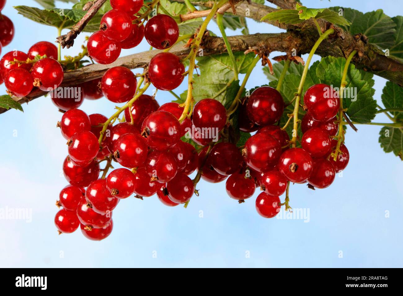 Redcurrants flowering hi-res stock photography and images - Alamy
