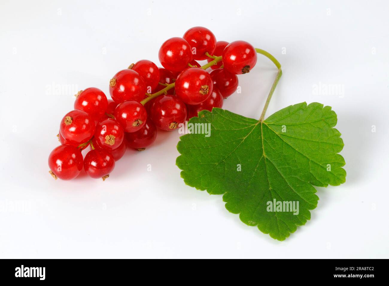 Redcurrants flowering hi-res stock photography and images - Alamy