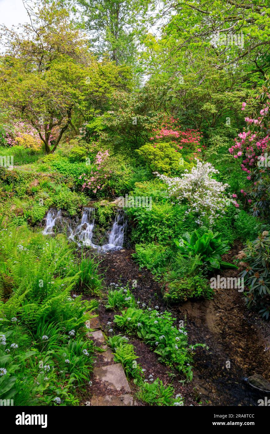Stunning azaleas and rhododendron colours alongside a River Cerne ...