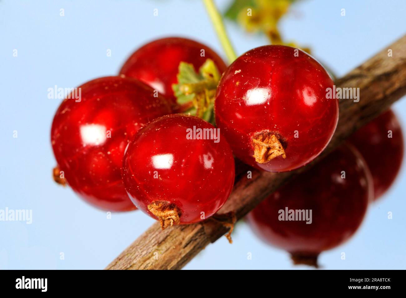 Redcurrants flowering hi-res stock photography and images - Alamy