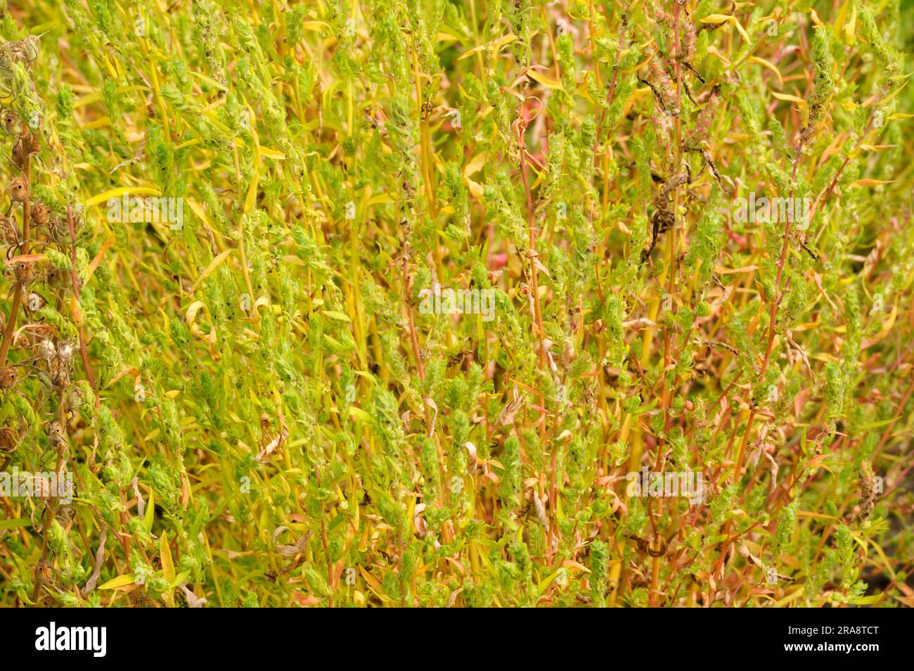 Bassia scoparia (Kochia scoparia), summer cypress Stock Photo - Alamy