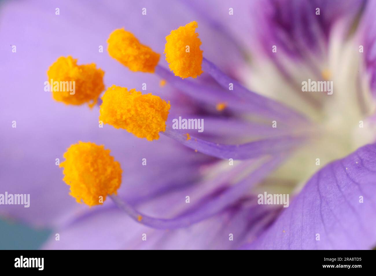 Jacob's ladder, blue ladder of heaven, blue barrenwort (Polemonium ...