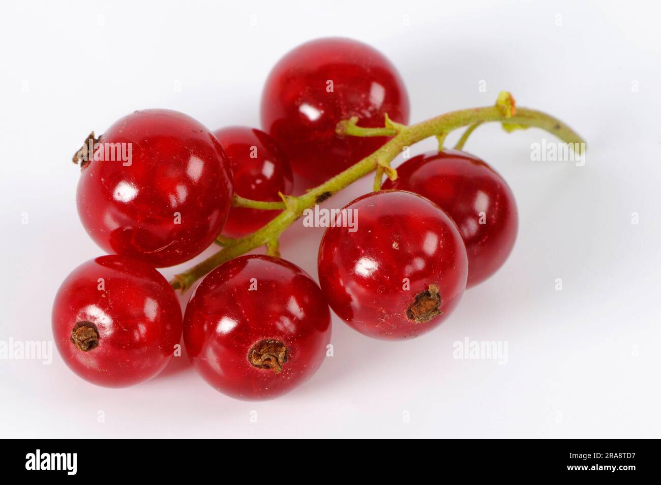 Redcurrants flowering hi-res stock photography and images - Alamy