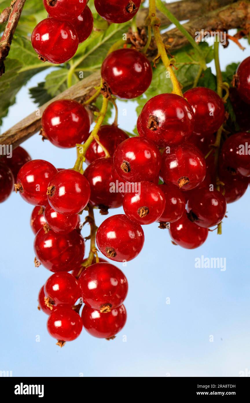 Redcurrants flowering hi-res stock photography and images - Alamy