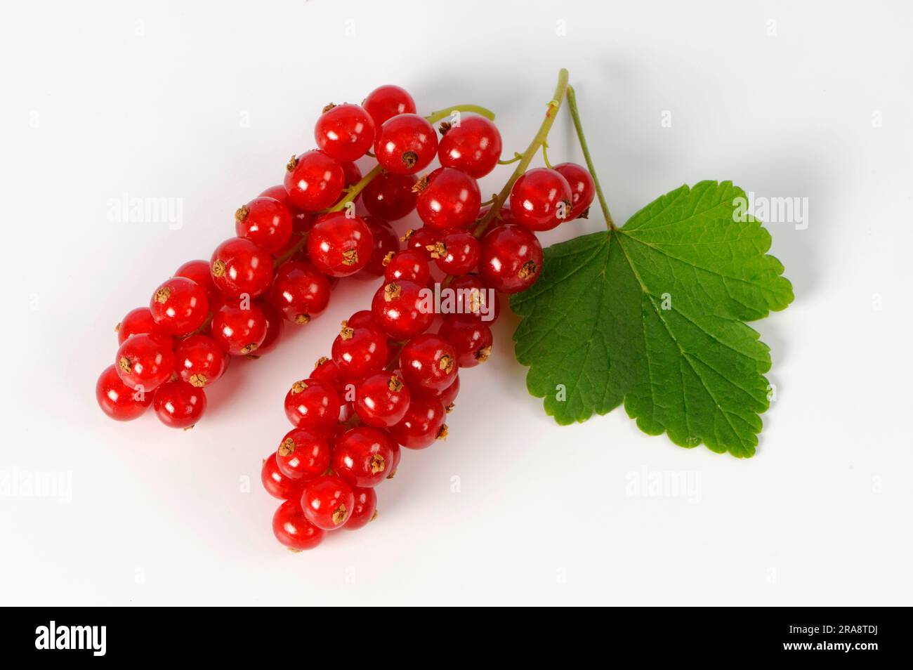 Redcurrants flowering hi-res stock photography and images - Alamy