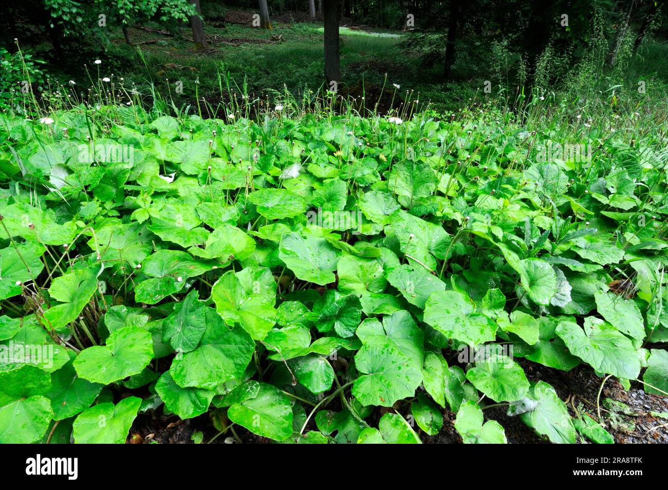 Tussilago farfara leave hi-res stock photography and images - Alamy