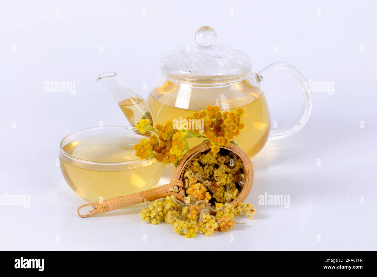 Cup of cat's-foot tea, cat's-foot tea, common cat's-foot (Antennaria ...