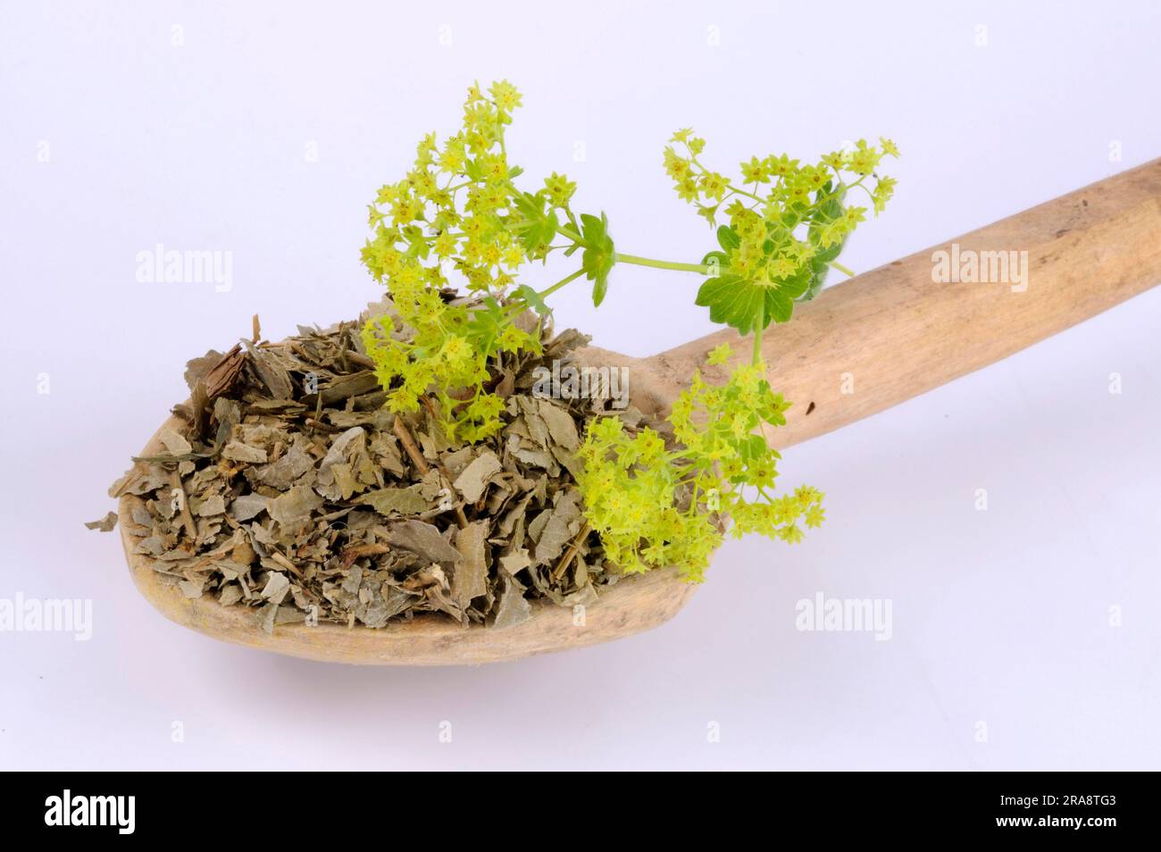 Common common lady's mantle (Alchemilla vulgaris), dried Stock Photo ...