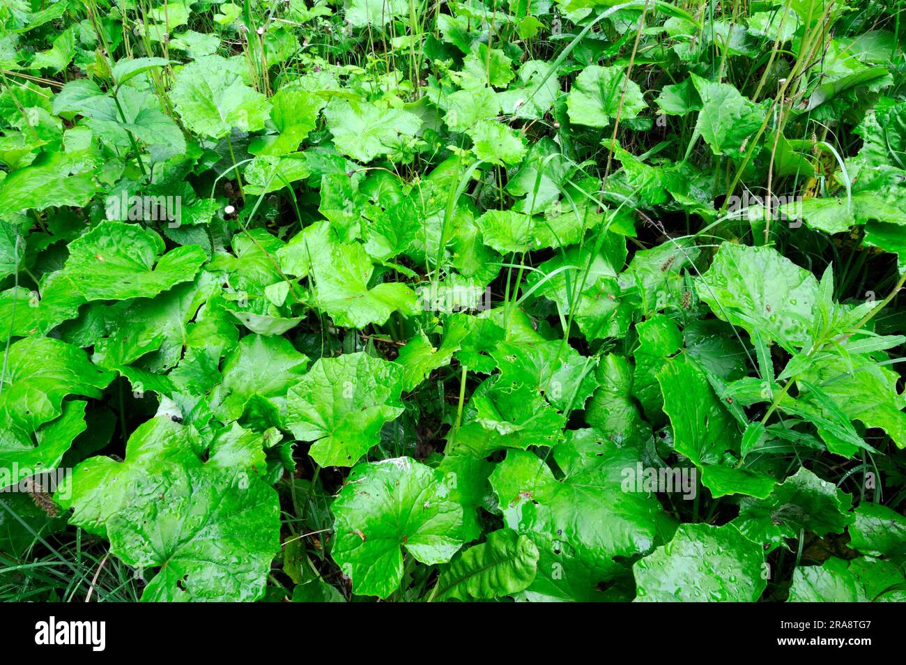 Coltsfoot leaves (Tussilago farfara Stock Photo - Alamy