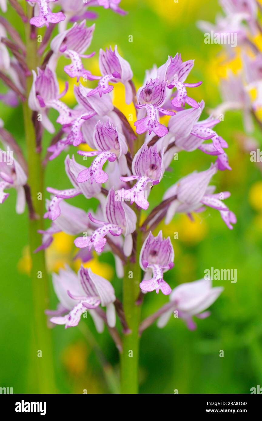 Military Orchid (Orchis militaris Stock Photo - Alamy