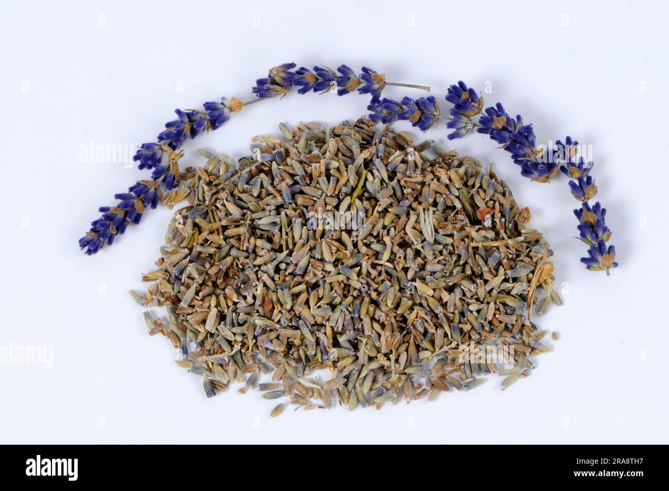 Common lavender (Lavandula angustifolia), dried, free-standing, object ...