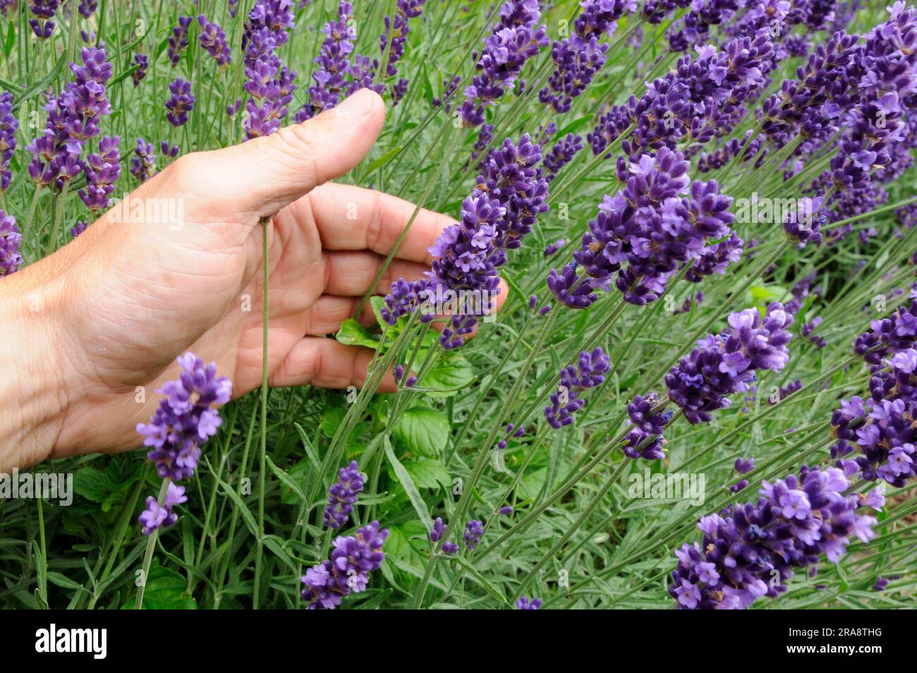 True lavender (Lavandula angustifolia Stock Photo - Alamy