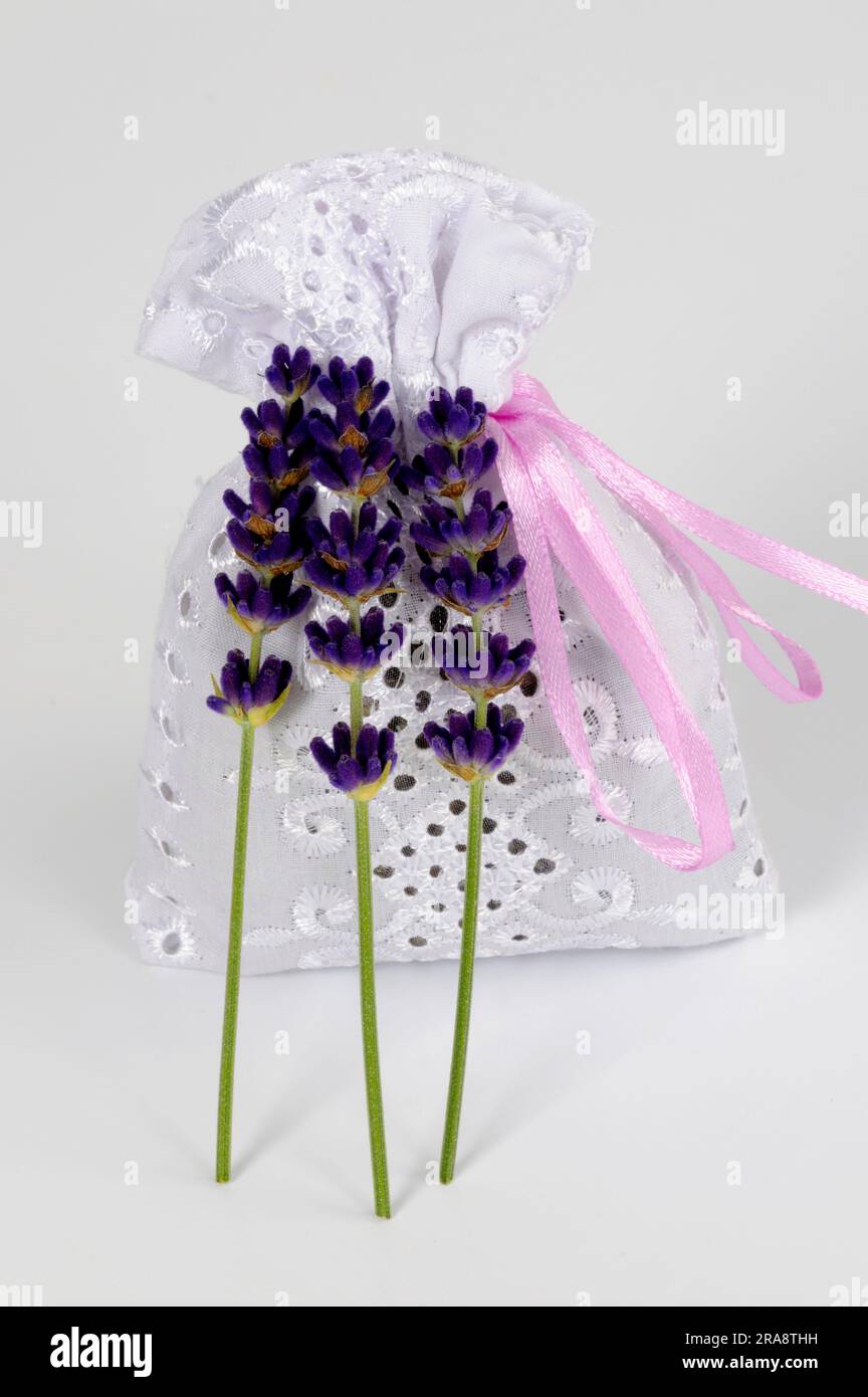 Common lavender (Lavandula angustifolia) and bag with lavender flowers ...