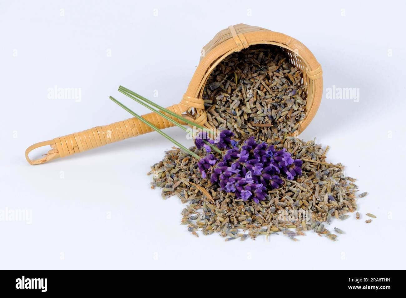 Common lavender (Lavandula angustifolia), dried, free-standing, object ...