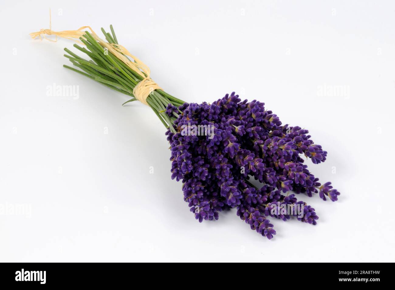 True lavender (Lavandula angustifolia Stock Photo - Alamy
