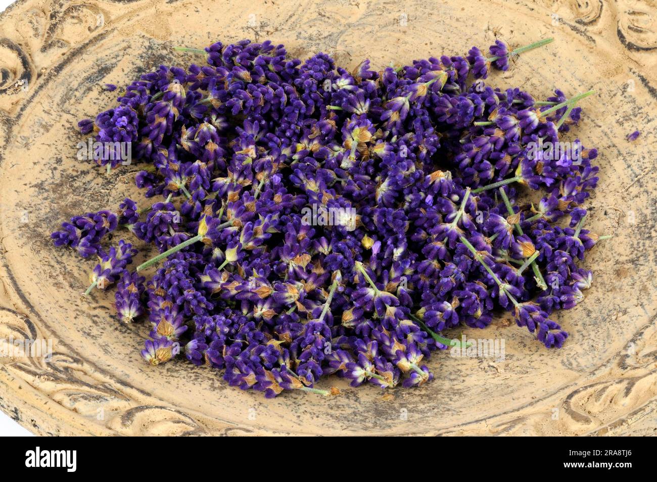 Common lavender (Lavandula angustifolia), lavender flowers Stock Photo ...