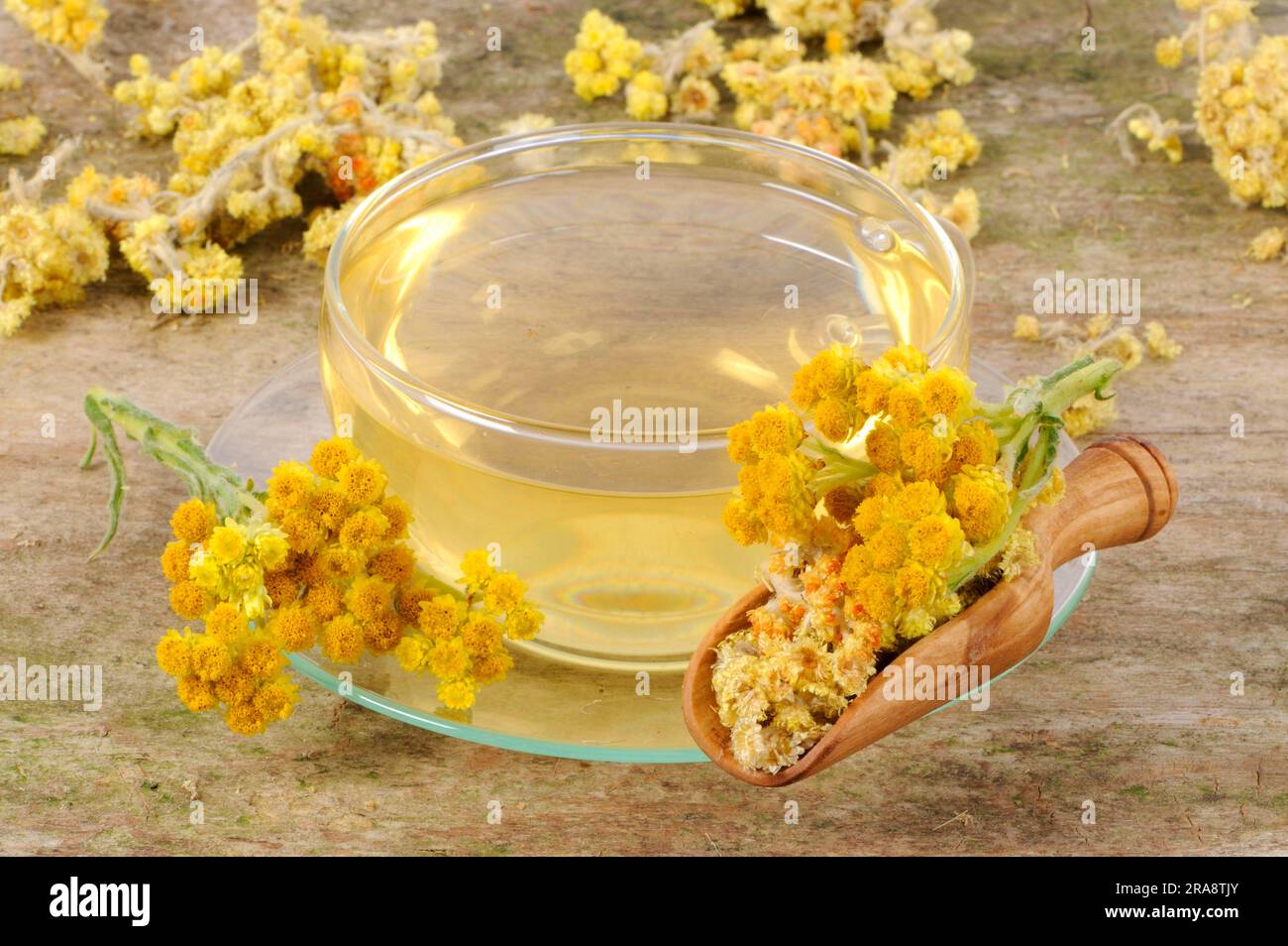 Cup of cat's-foot tea, Cat's-foot tea, Common cat's-foot (Antennaria ...