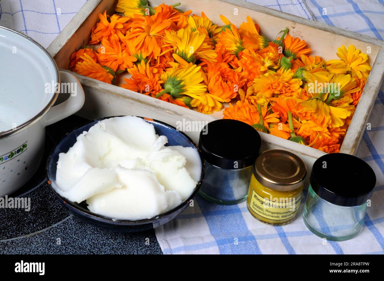Common Marigold (Calendula officinalis), preparation of Marigold ...