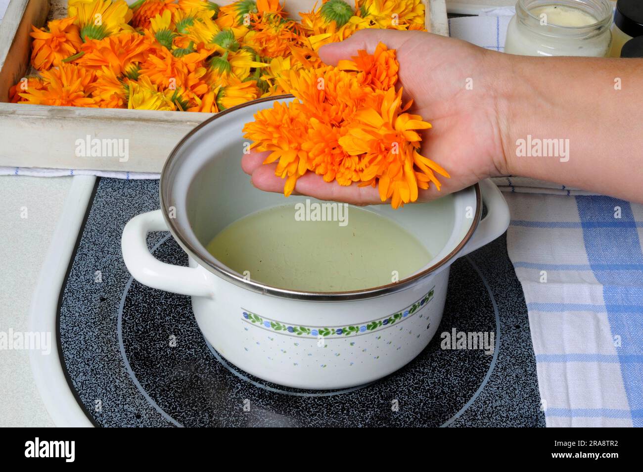 Common Marigold (Calendula officinalis), preparation of Marigold ...