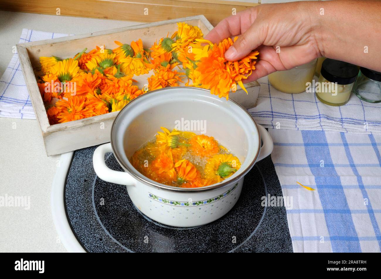 Common Marigold (Calendula officinalis), preparation of Marigold ...