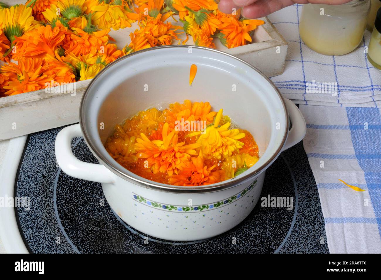 Common Marigold (Calendula officinalis), preparation of Marigold ...