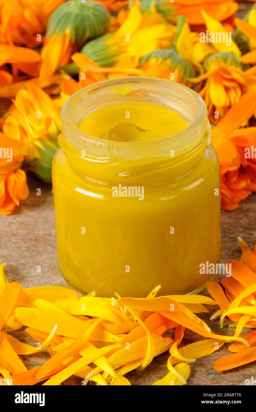 Common Marigold (Calendula officinalis), Marigold ointment Stock Photo ...