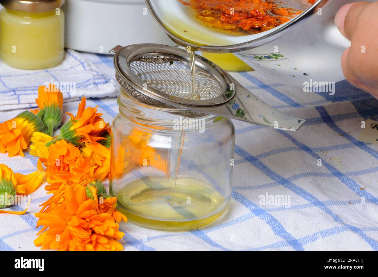 Common Marigold (Calendula officinalis), preparation of Marigold ...