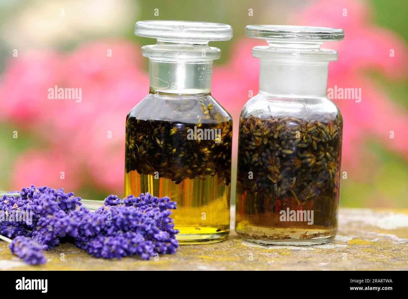 Lavender oil and lavender tincture (Lavandula angustifolia), lavender ...
