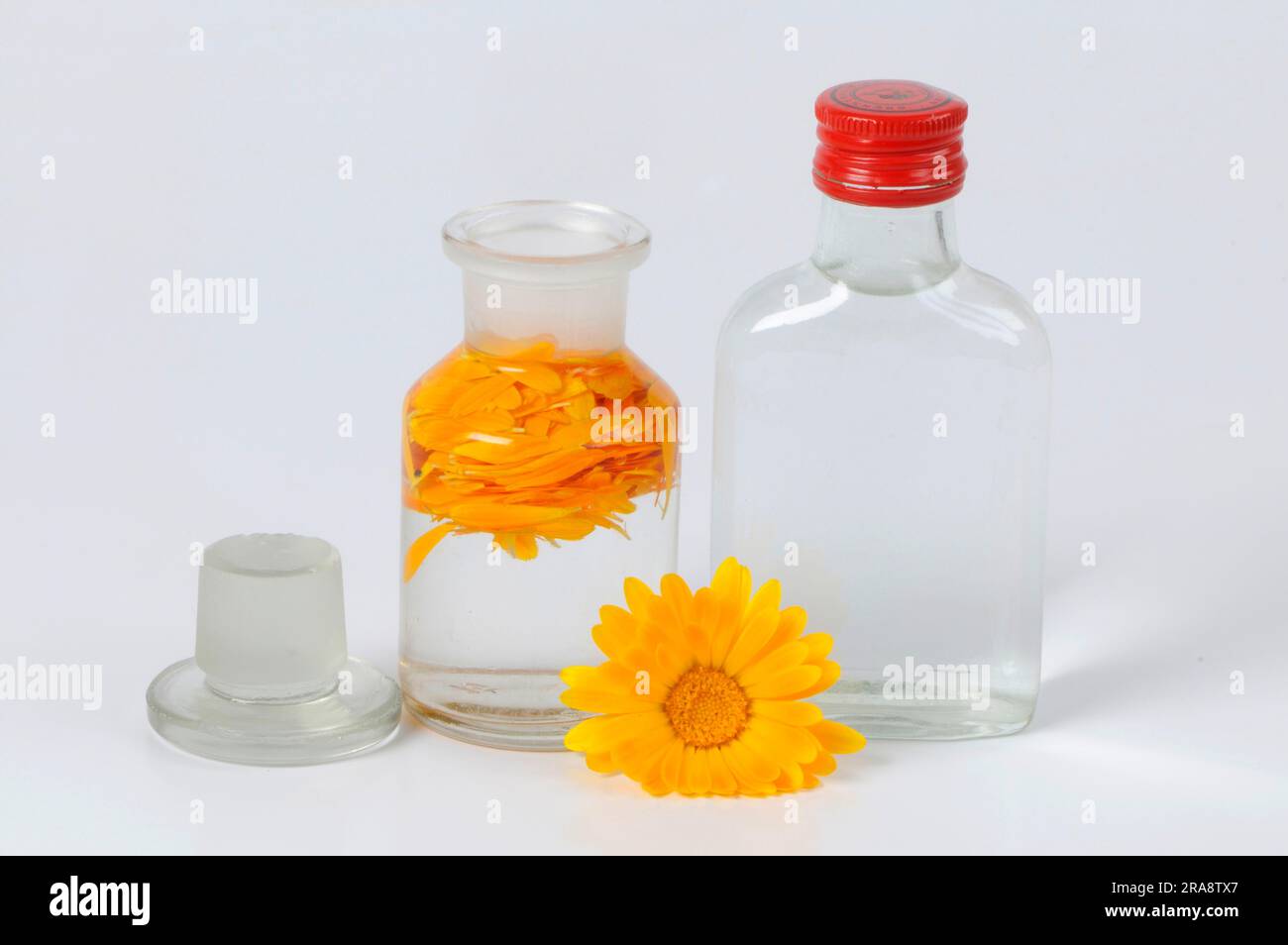 Common Marigold (Calendula officinalis), preparation of Marigold ...