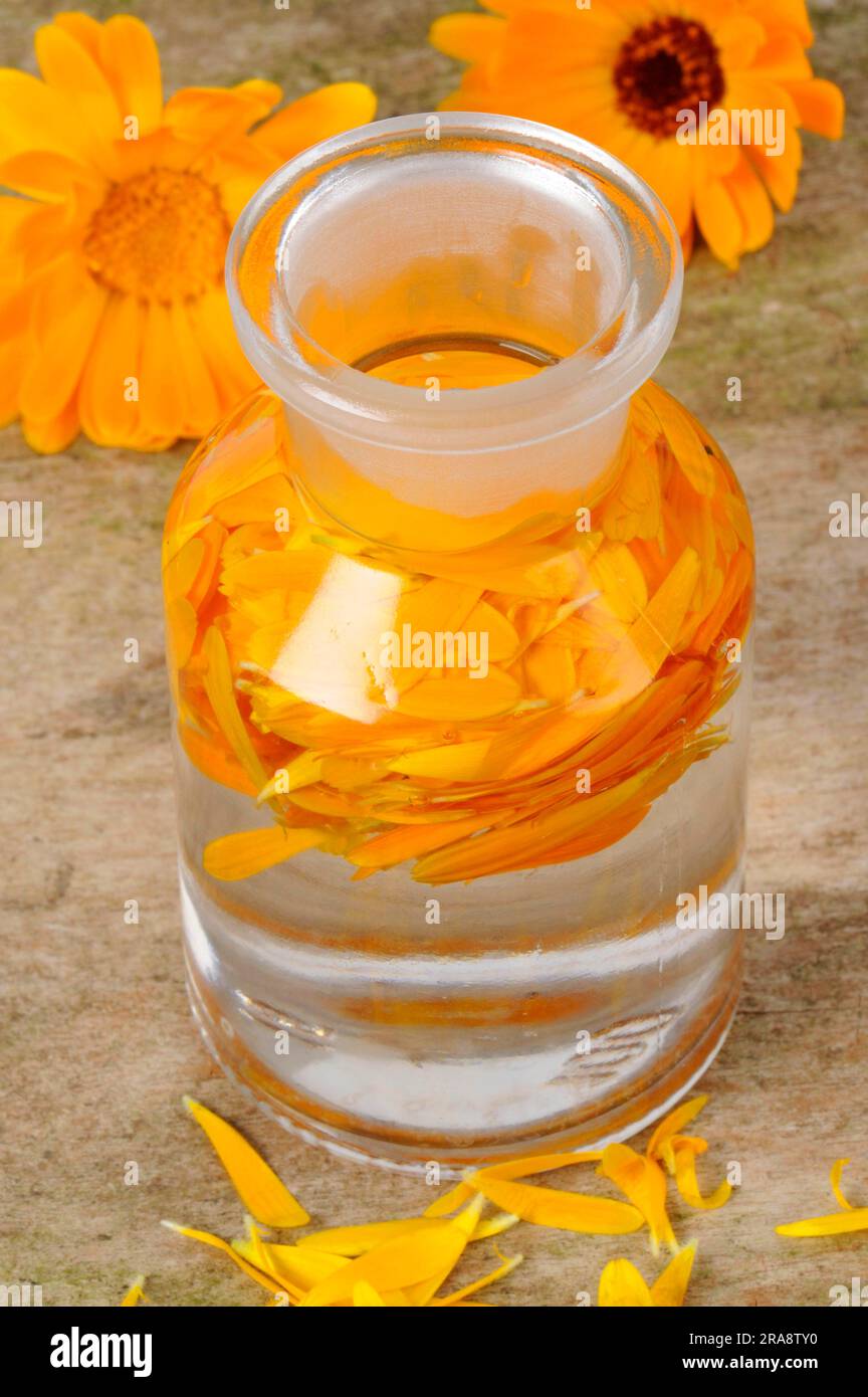 Marigold (Calendula officinalis), calendula tincture Stock Photo - Alamy